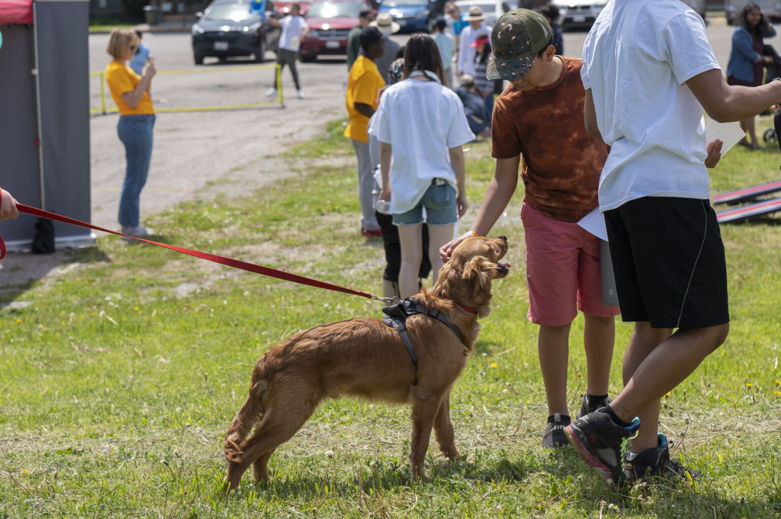 Life Lessons From a Camp Dog - Moorelands Kids